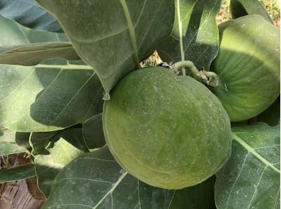 The Heath in the Desert - Enjoying the Journey